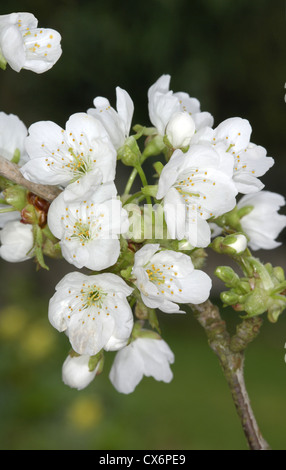 Prunus avium Flowering cherry. Cherry flowers on a tree branch Stock ...