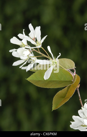 SNOWY MESPIL (Amelanchier ovalis) leaf bud Stock Photo - Alamy