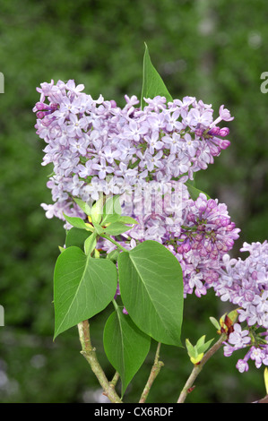 Syringa vulgaris lilac flowers blooming in spring Stock Photo - Alamy