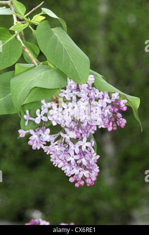 Syringa vulgaris, flowering lilac in a garden with bee or flower beetle ...