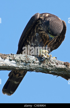 Merlin (Falco columbarius) eating a dragonfly on a branch at Buttertubs ...