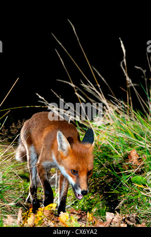 Red fox (Vulpes vulpes) hunting at night Stock Photo - Alamy