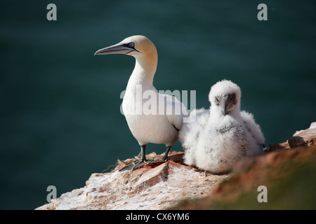 Two young gannets (Morus bassanus) waiting for food from their parents ...