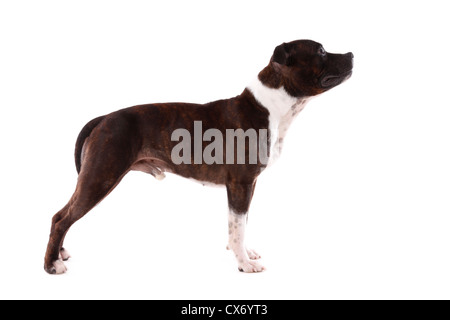 A side view of a brown and white Staffordshire Bull Terrier with brown ...