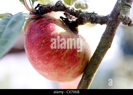 Tydeman's Michaelmas Red apple - Malus Domestica. Victorian metal tag ...