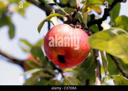 Tydeman's Michaelmas Red apple - Malus Domestica. UK variety a crossed ...