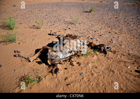 Dead camel rotting in the Sahara Desert Stock Photo - Alamy