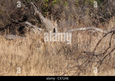 rare unique maned lioness Mombo Okavango Botswana Stock Photo - Alamy