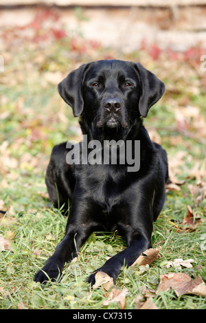 Black Labrador Retriever, hunting gun dog Stock Photo - Alamy