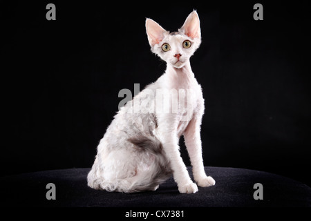 Devon Rex Cat, black-tortie-white / side Stock Photo - Alamy