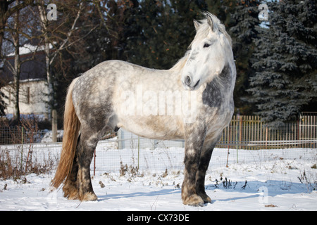 Percheron Horse. Gray adult standing, seen side-on. Germany Stock Photo ...