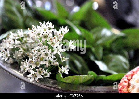 Close-up of small white flowers blooming among lush green leaves in a ...