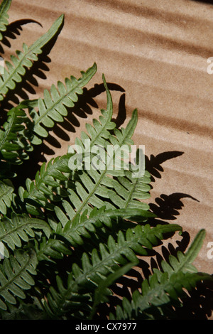 fern leaves in a cardboard box in sun Stock Photo - Alamy
