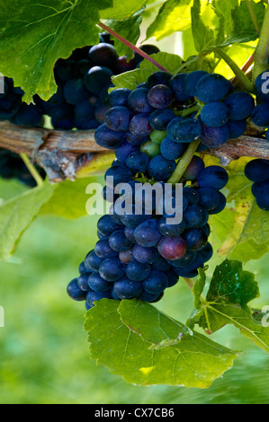 Sweet Blue Grapes Hanging In A Vine, Rhineland-Palatinate Stock Photo ...