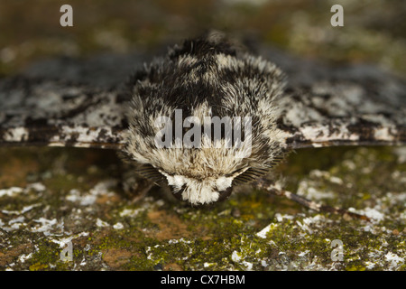 Biston betularia (Biston betularia f. carbonaria), forma carbonaria ...