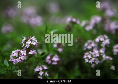 Thyme - Thymus serpyllum - Ardeche - France Stock Photo - Alamy