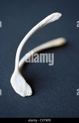 A chicken wishbone Stock Photo - Alamy