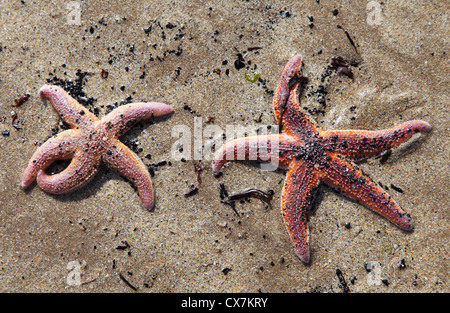 starfishes on the beach, United Kingdom, Scotland, Sutherland Stock ...