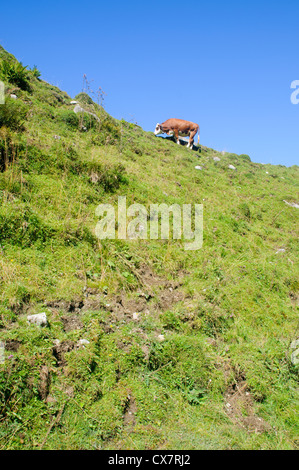 Free roaming cow Stock Photo - Alamy