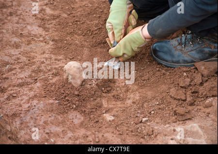 Archaeologist digging with trowel at a prehistoric neolithic site on ...