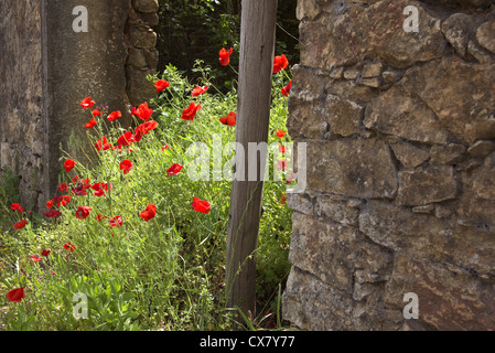 Poppies growing in the doorway of a derelict building, Portugal Stock ...