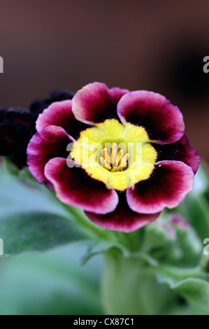 Primula auricula maureen millward purple yellow primrose flowers bloom ...