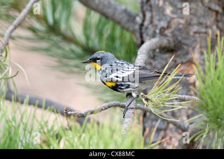 Audubon's Warbler bird songbird perching in Spruce Stock Photo - Alamy