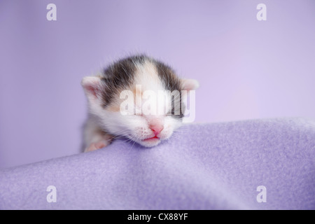 Tortoiseshell kitten snoozing Stock Photo - Alamy