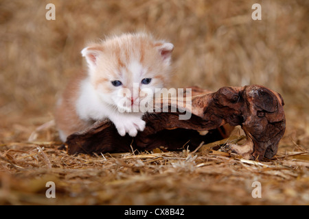 Newborn red hair baby kittens with their cute mother laying on the ...