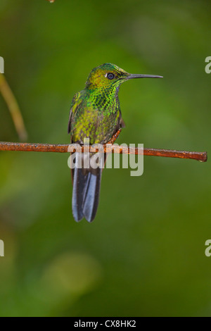 Costa Rica, Monteverde. Stripe-tailed Hummingbird (Eupherusa eximia ...