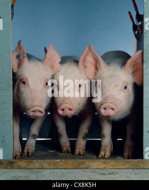 30 LB YORKSHIRE PIGS PENNSYLVANIA Stock Photo - Alamy