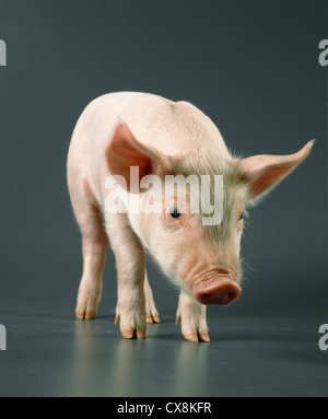 5 WEEK OLD, 20 LB PIG WEARING SANTA HAT RESTING ON PRESENTS / STUDIO ...
