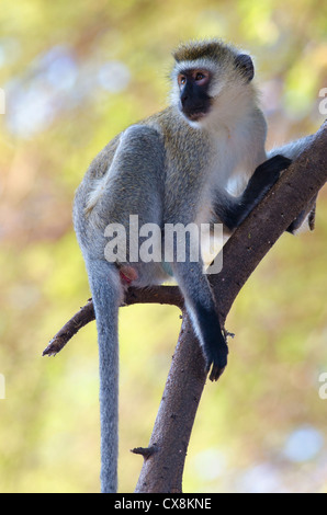 Vervet Monkey in a tree Stock Photo - Alamy