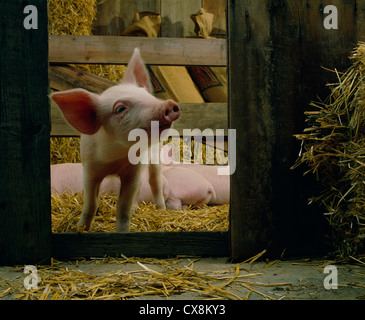 25-30 LB FEEDER PIG Stock Photo - Alamy