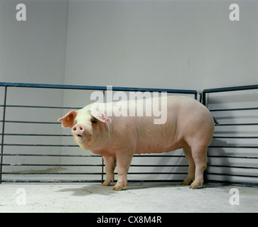 Domestic Pig, Large White x Landrace x Duroc, freerange sow with ...