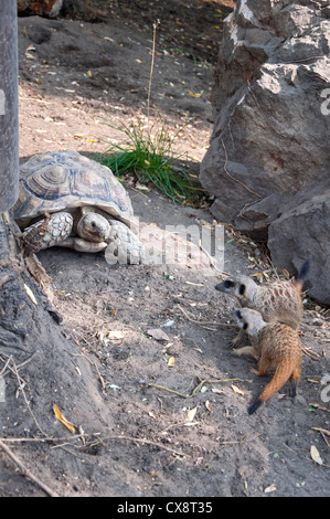 Meerkat (Suricata Suricatta) fighting with Turtle Stock Photo - Alamy