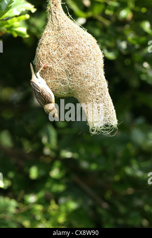 A female Baya Weaver (Ploceus philippinus) flying to iss nest in a large tree in Thailand Stock ...