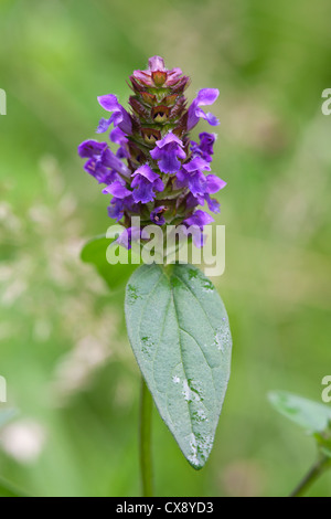 Self heal (Prunella vulgaris) Close up of flower, Oxfordshire, England ...