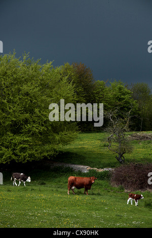Bull, cows in cow shelter, Bhuj, Kutch, Gujarat, India, Asia Stock ...