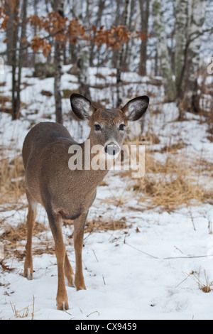 Two yearling whitetail deer up close while their doe stands guard ...