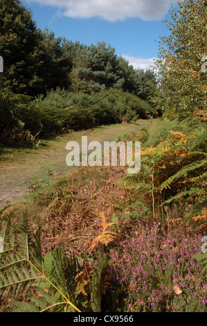 Sandlings Walk, Tunstall Forest, Suffolk, UK Stock Photo - Alamy