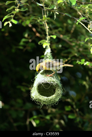 The Baya Weaver, Ploceus philippinus building nest Stock Photo - Alamy