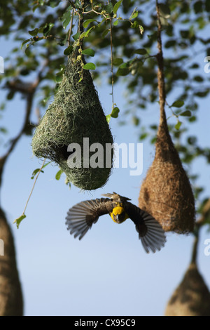 Baya weaver birds on its nests hanging from a coconut tree Stock Photo - Alamy