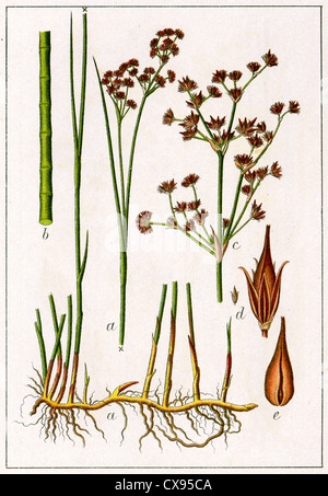 Sharp-flowered rush (Juncus acutiflorus). Illustration showing the ...