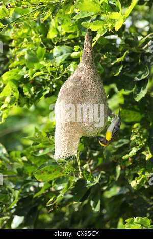 Baya weaver (Ploceus Philippinus) birds build their nest hanging from a tree during monsoon ...