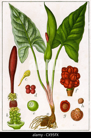 Plants Arum Maculatum Stock Photo - Alamy