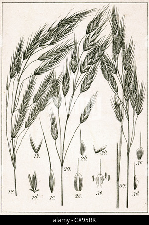 hairy chess, meadow brome (Bromus commutatus), inflorescence against ...