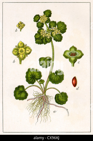 Alternate-leaved golden saxifrage, Chrysosplenium alternifolium ...
