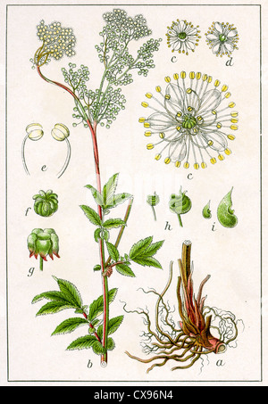 Filipendula ulmaria, commonly known as meadowsweet, is an herbaceous ...