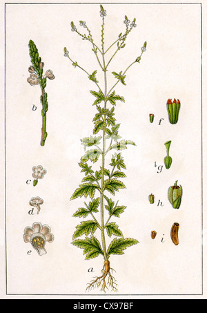 Common Vervain, Common Verbena, plant, plants Stock Photo - Alamy